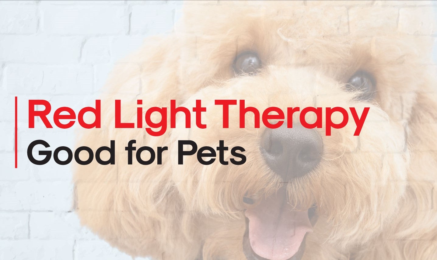 RED LIGHT THERAPY FOR DOGS, HORSES, CATS & OTHER ANIMALS – BENEFITS ...
