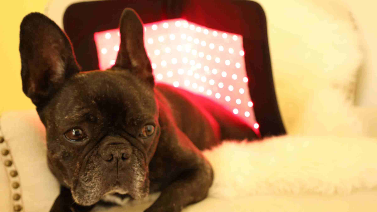 Red Light Therapy for Dogs: A Complete Guide with Science – light ...